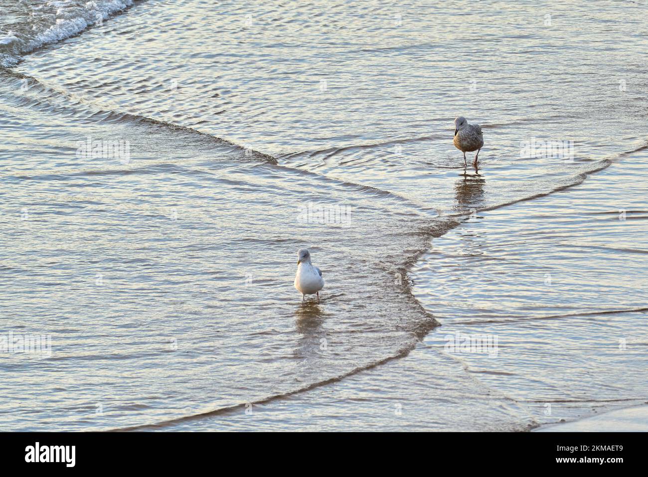 Two seagulls, Larinae walking on the wet seashore in the UK Stock Photo ...