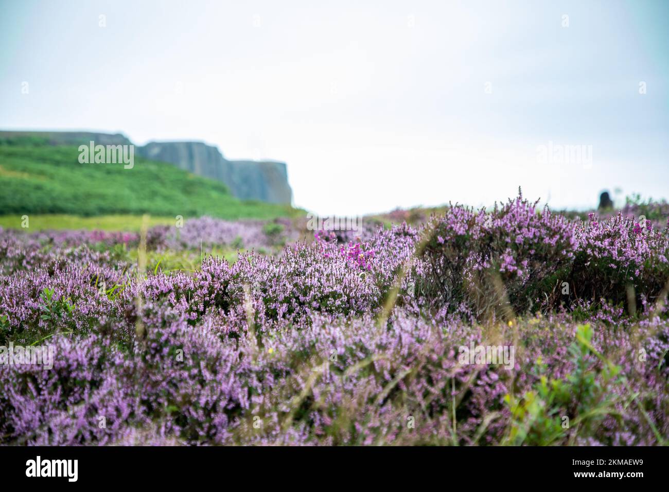 A field full of heather (Calluna) in the Skye Island in Scotland Stock ...