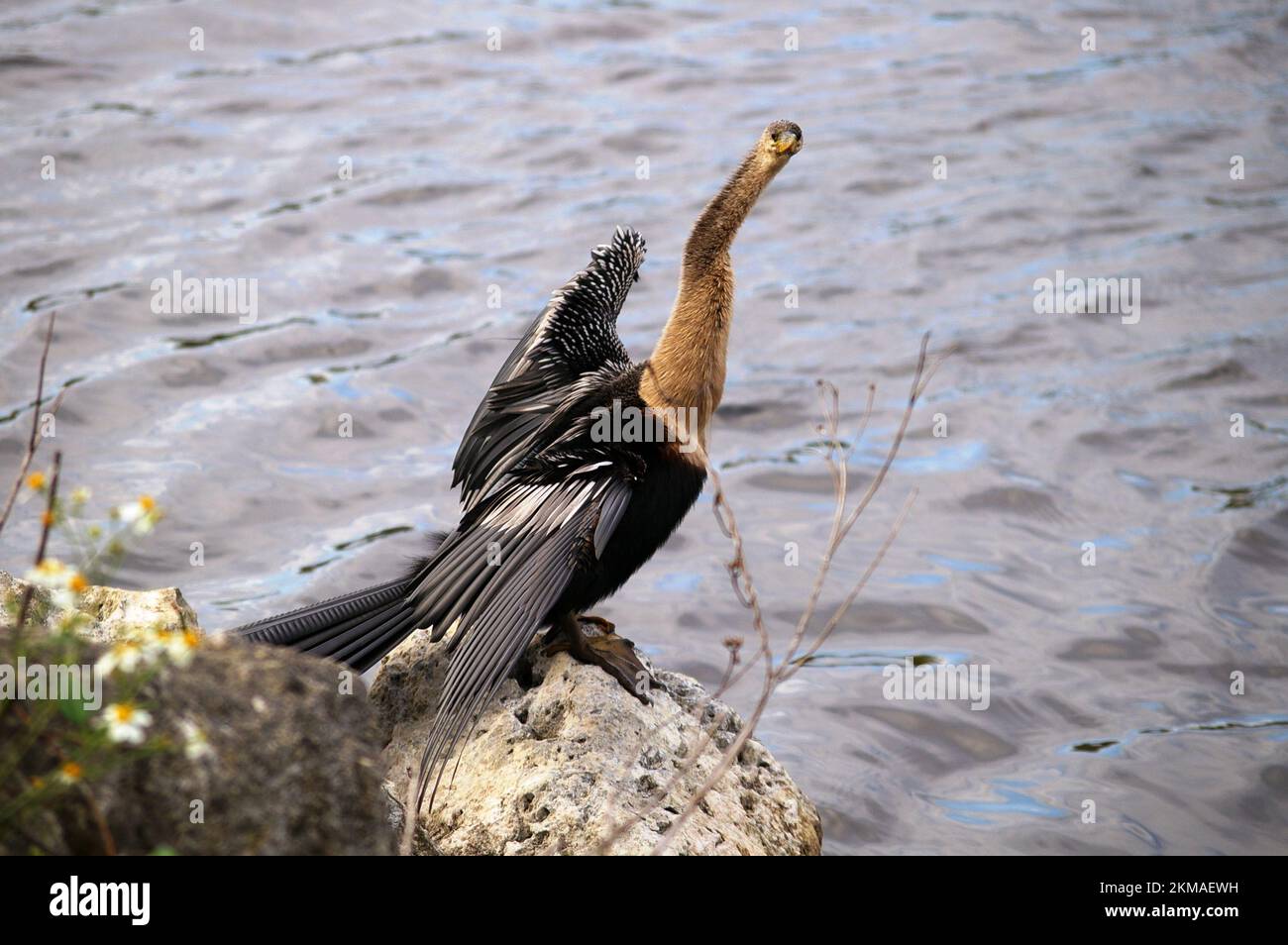 A closeup of a black snakebird bird, Anhinga with a long neck standing ...