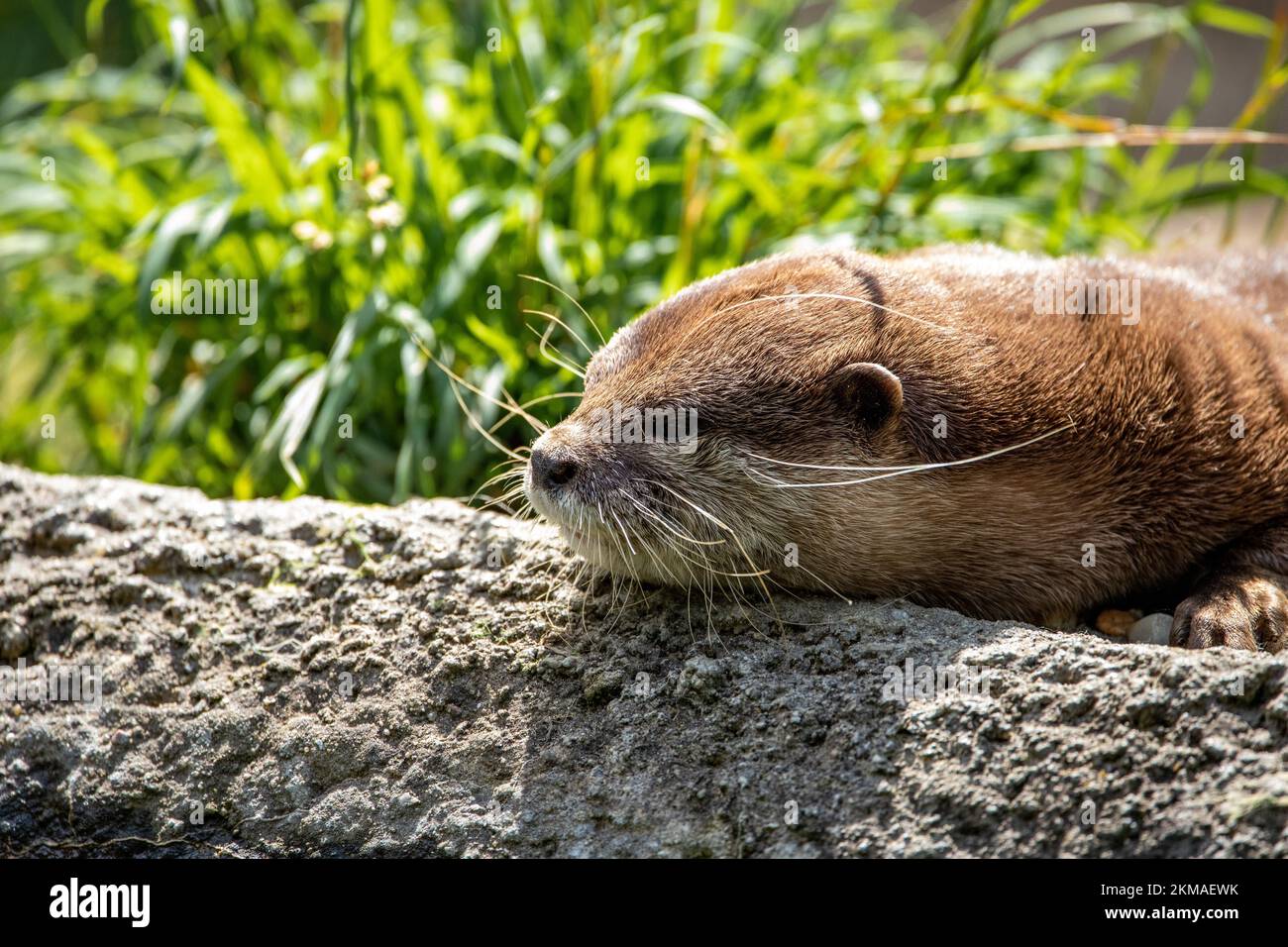 A small, cute otter laying under the sun by the sea Stock Photo - Alamy