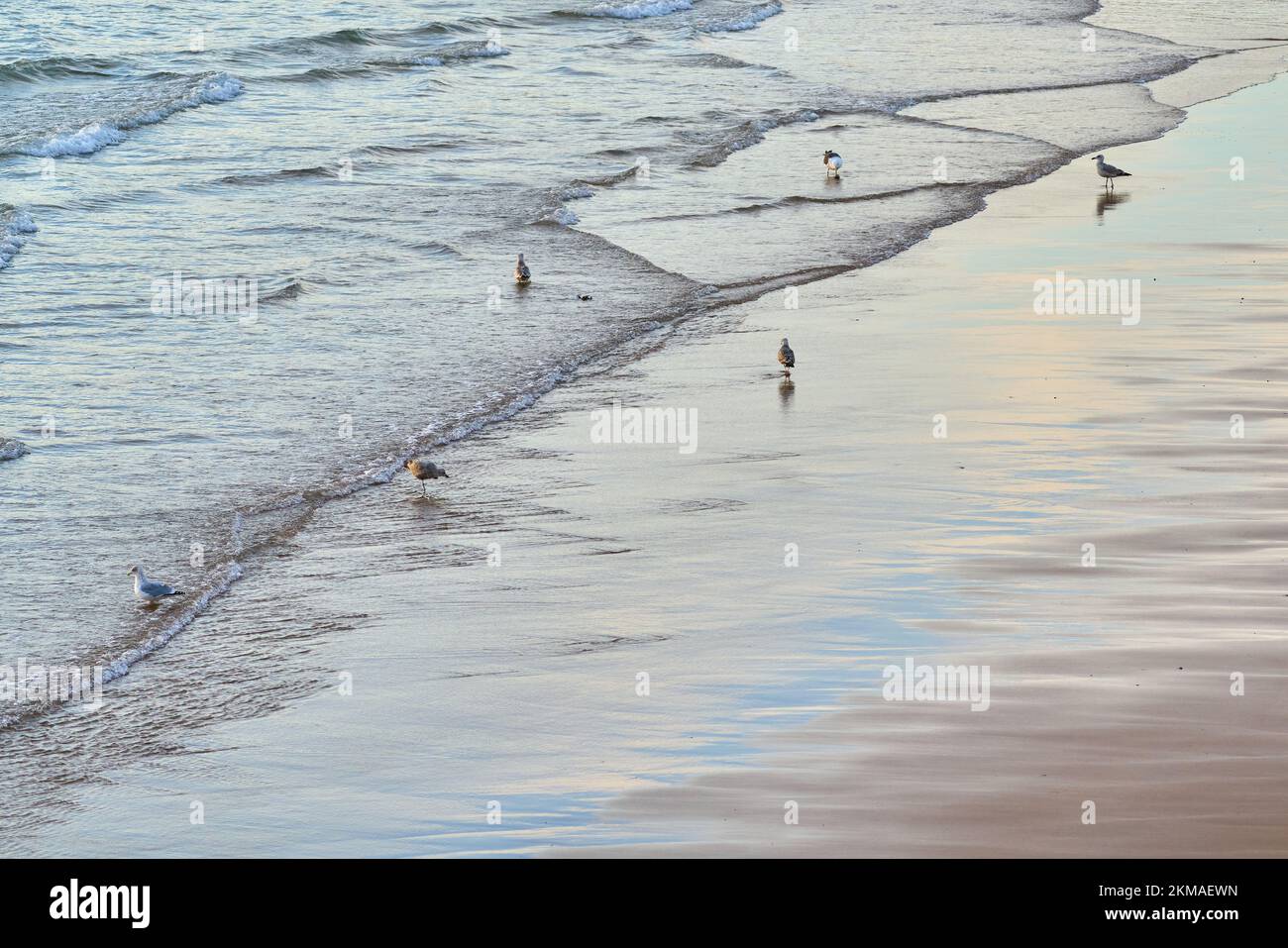 A group of seagulls, Larinae on the wet seashore in the UK Stock Photo ...