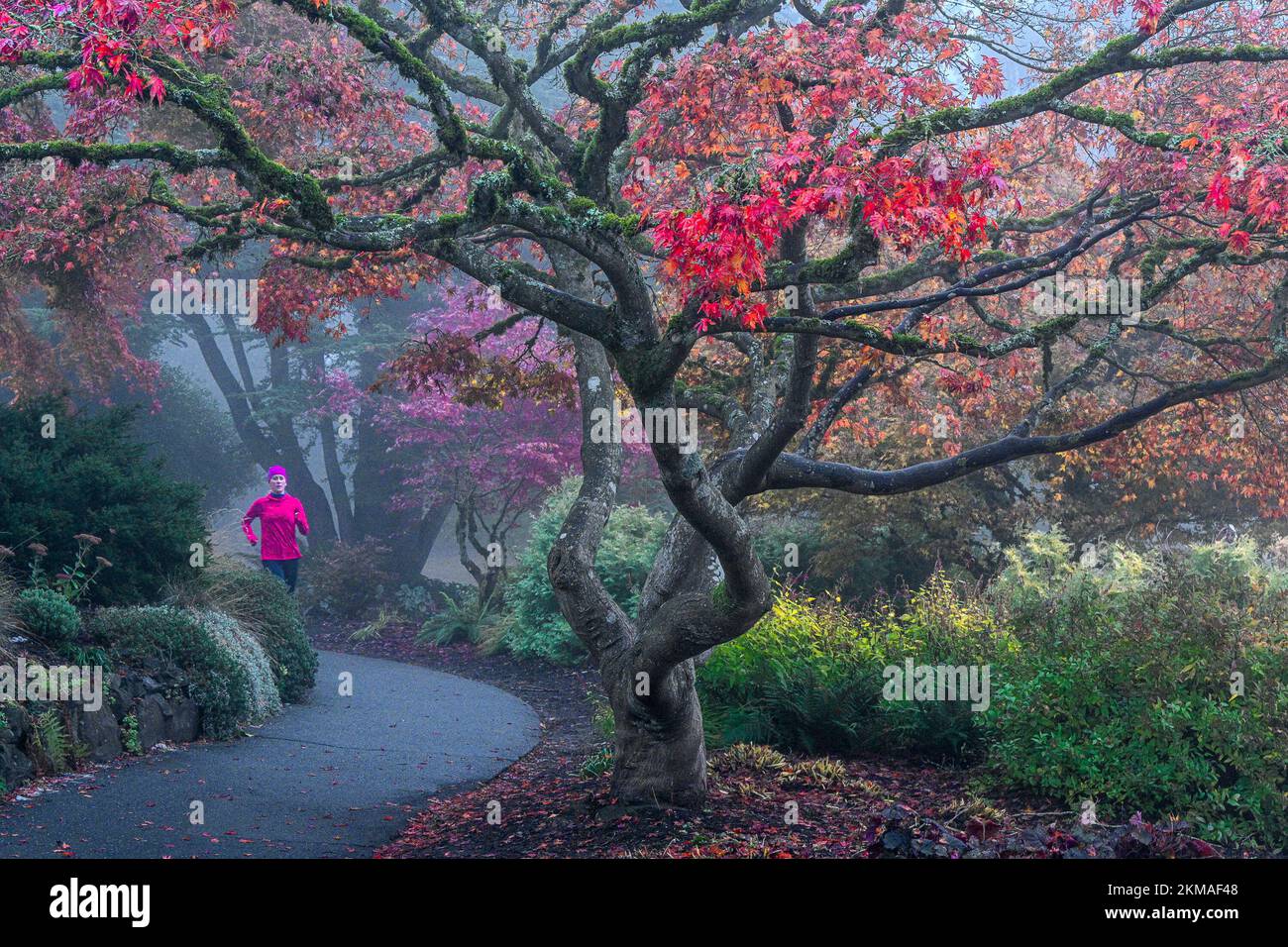 Queen elizabeth park vancouver autumn hi-res stock photography and ...