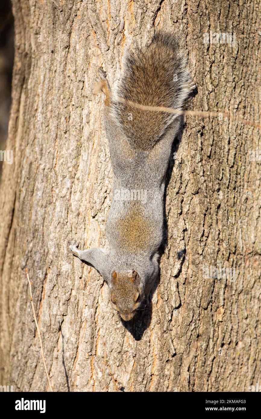 A vertical closeup of an Eastern gray squirrel, Sciurus carolinensis ...