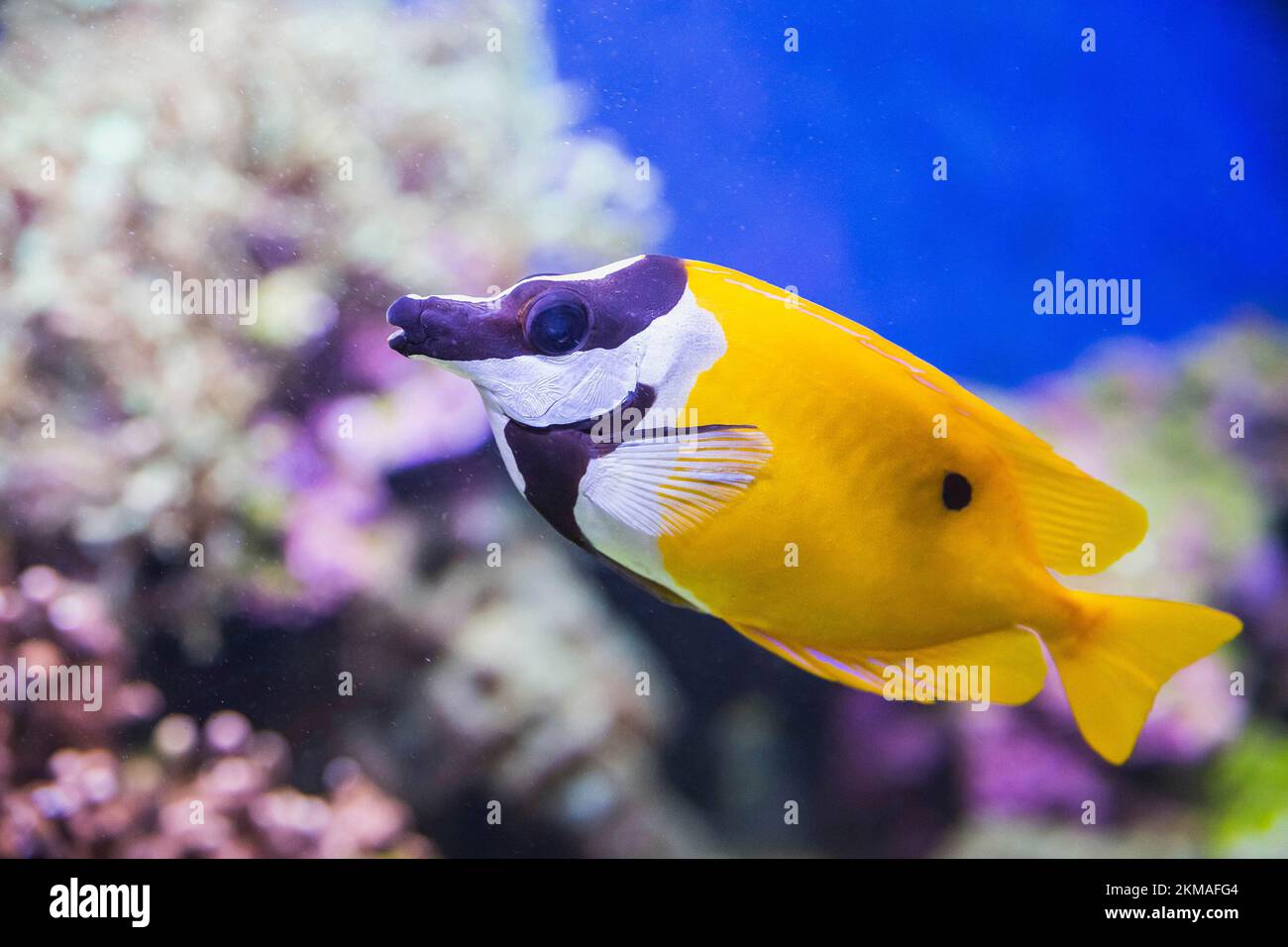Beautiful colorful fish close-up. Underwater photo Stock Photo - Alamy