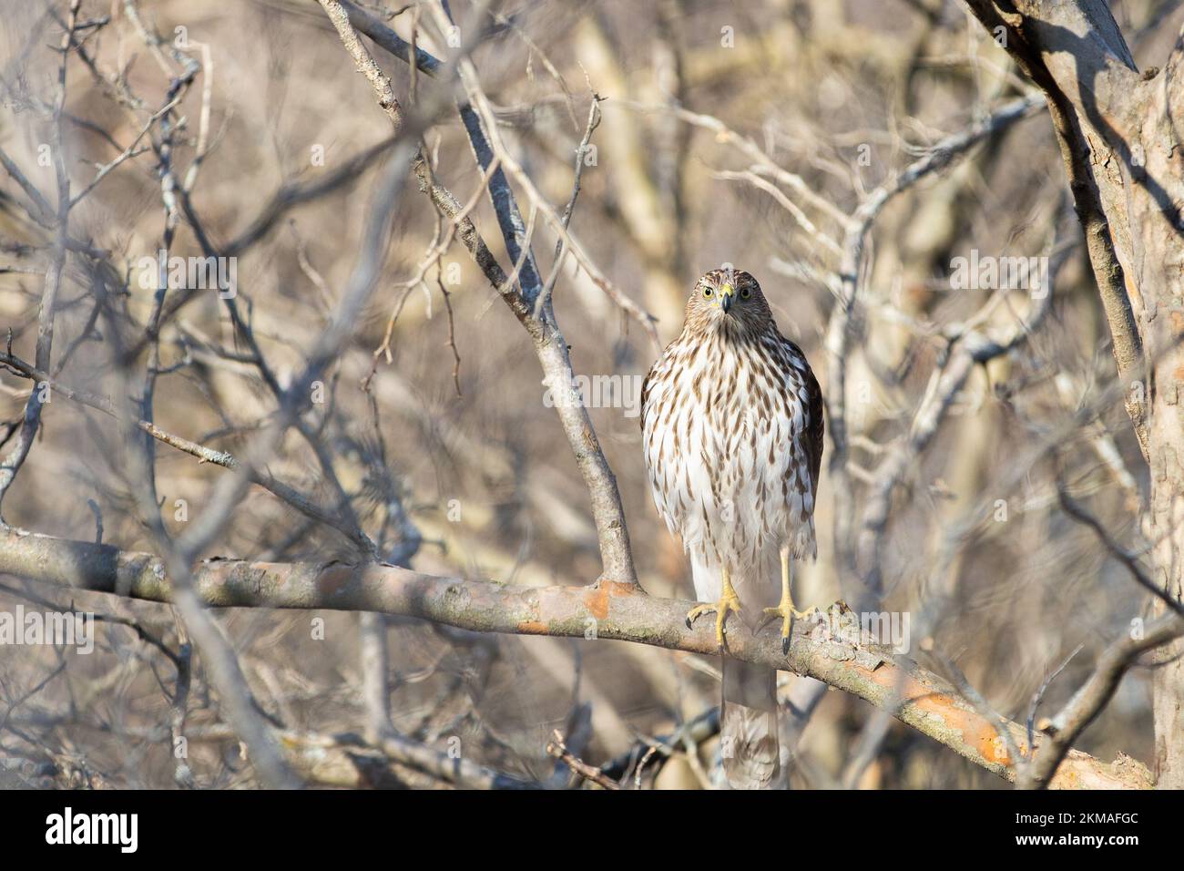 A closeup of a Hawk, Buteo standing on a tree branch, looking ...