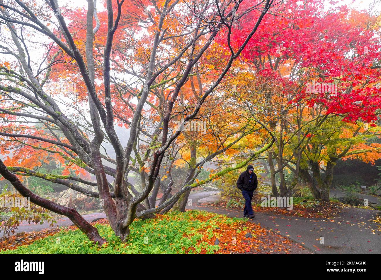 Queen elizabeth park vancouver autumn hi-res stock photography and ...