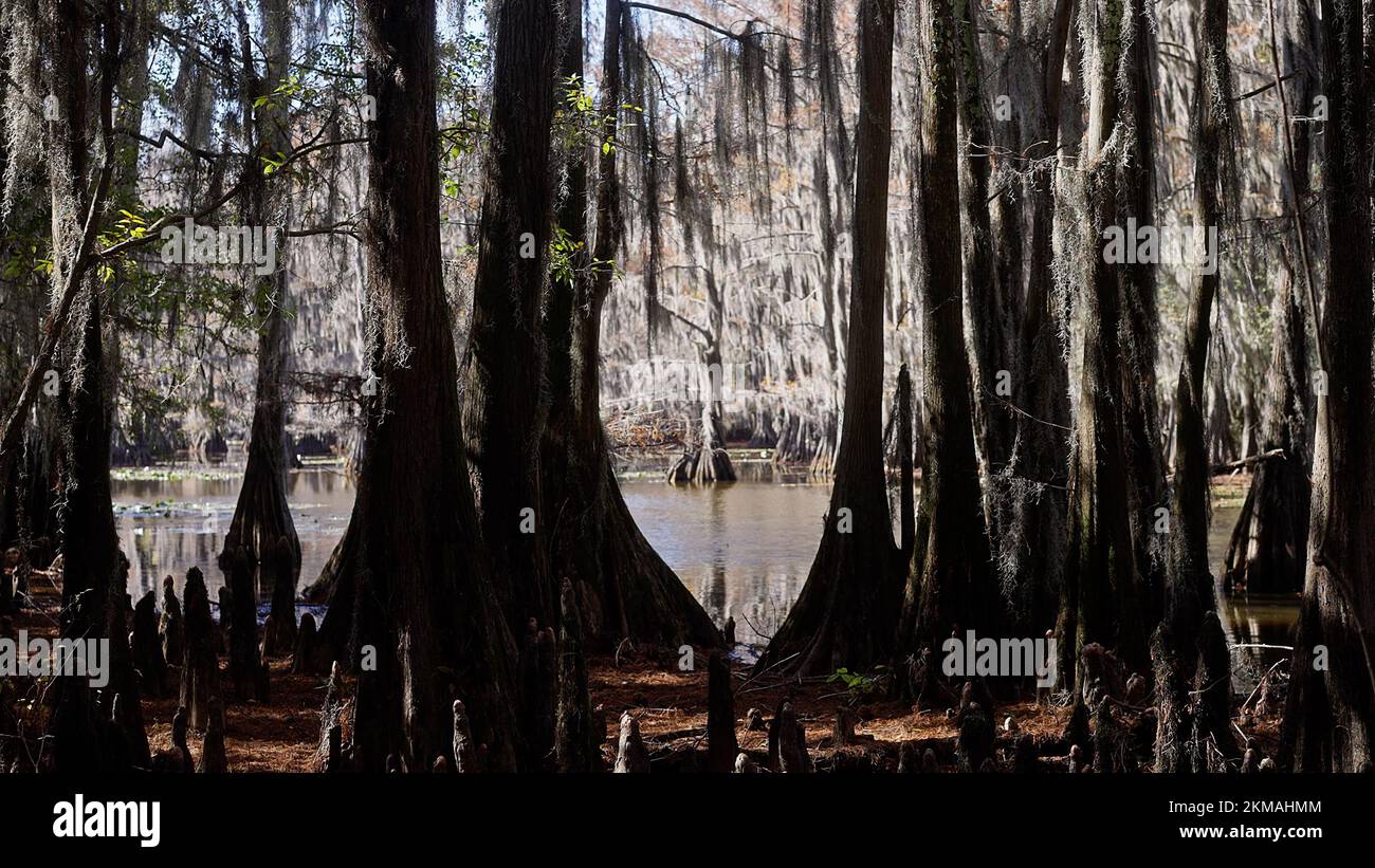 Caddo Lake with its spooky trees in the swamps of Texas Stock Photo - Alamy