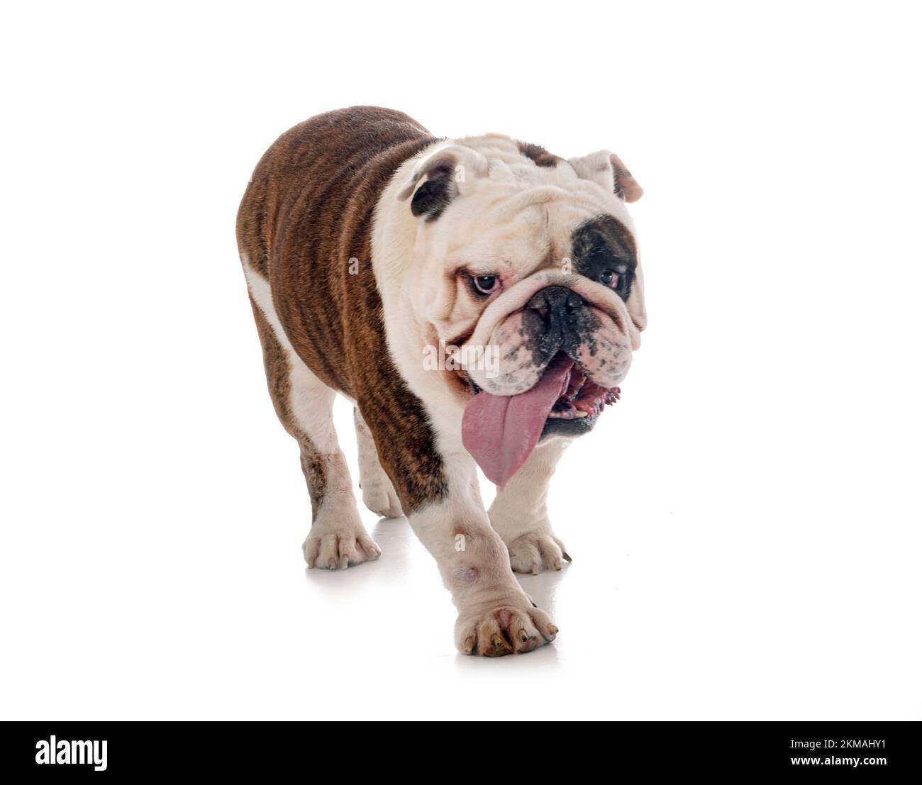 english bulldog in front of white background Stock Photo - Alamy