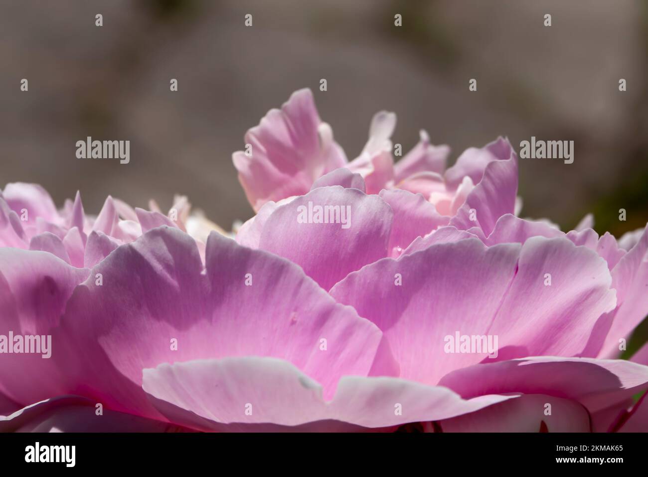 beautiful peony flowers during flowering, large flowers with lots of ...