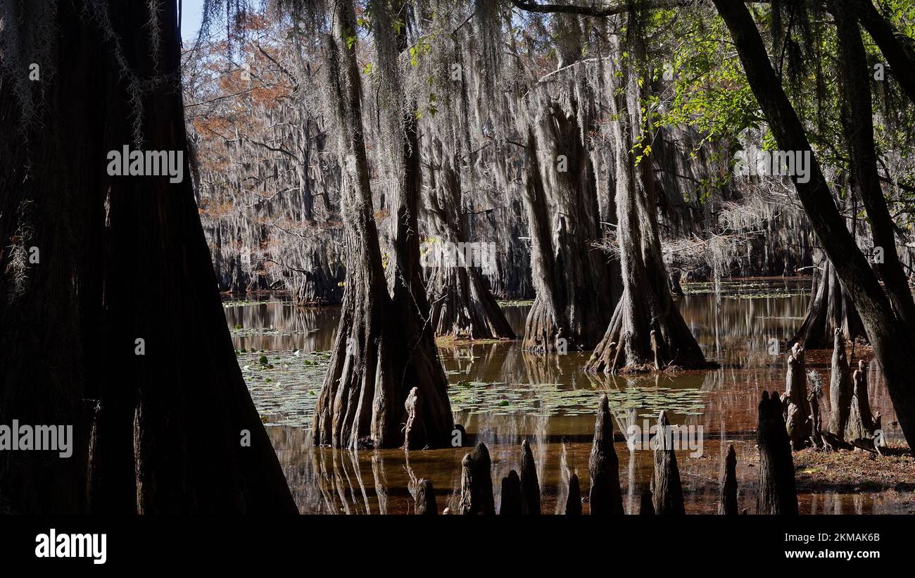Caddo Lake with its spooky trees in the swamps of Texas Stock Photo - Alamy