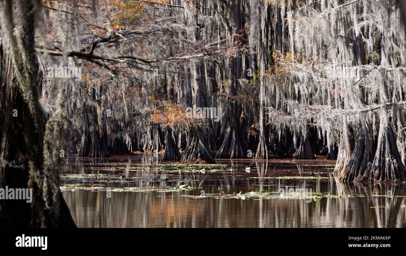 Caddo Lake State Park in Texas with its amazing vegetation and ...