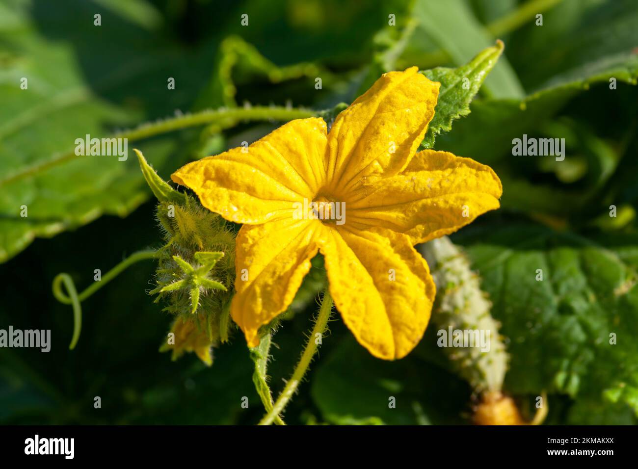 agricultural field with blooming yellow cucumbers, cucumber flowers in ...