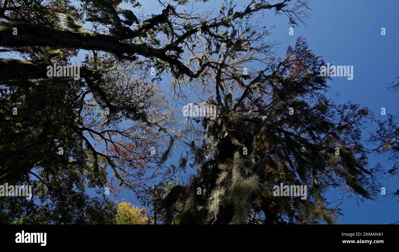 Caddo Lake State Park in Texas with its amazing vegetation and ...