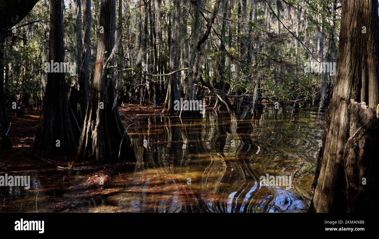 The amazing trees at Caddo Lake in the swamps of Texas Stock Photo - Alamy