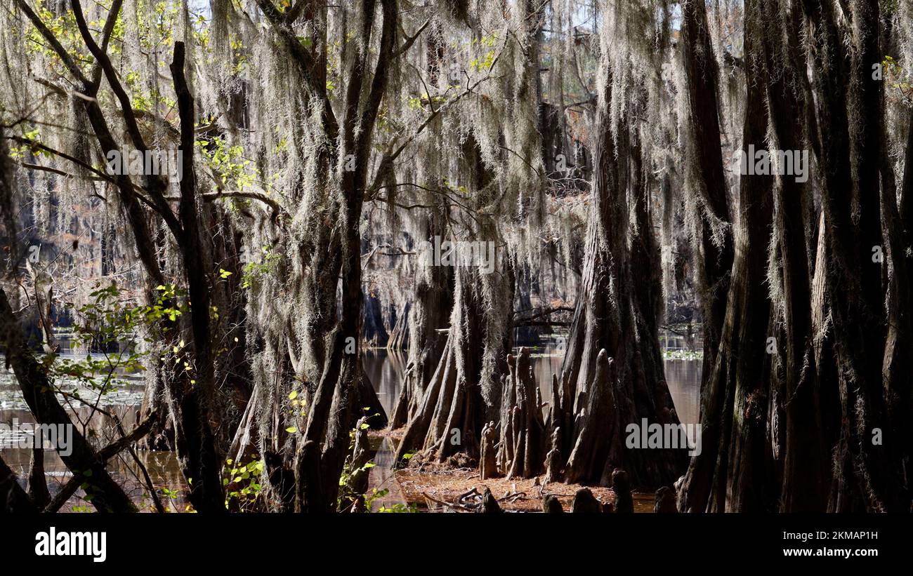 Caddo Lake with its spooky trees in the swamps of Texas Stock Photo - Alamy