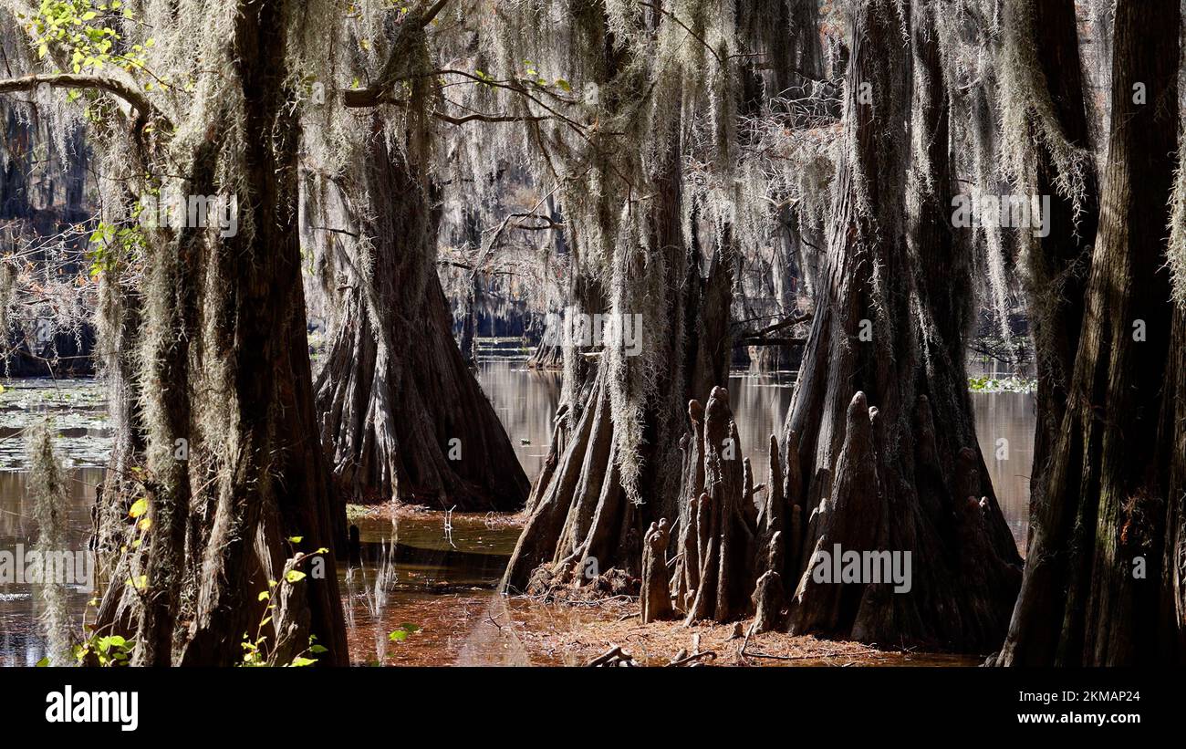 The amazing trees at Caddo Lake in the swamps of Texas Stock Photo - Alamy