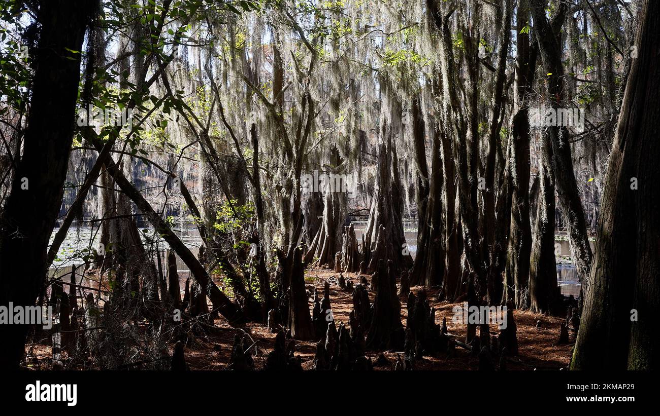 The amazing trees at Caddo Lake in the swamps of Texas Stock Photo - Alamy