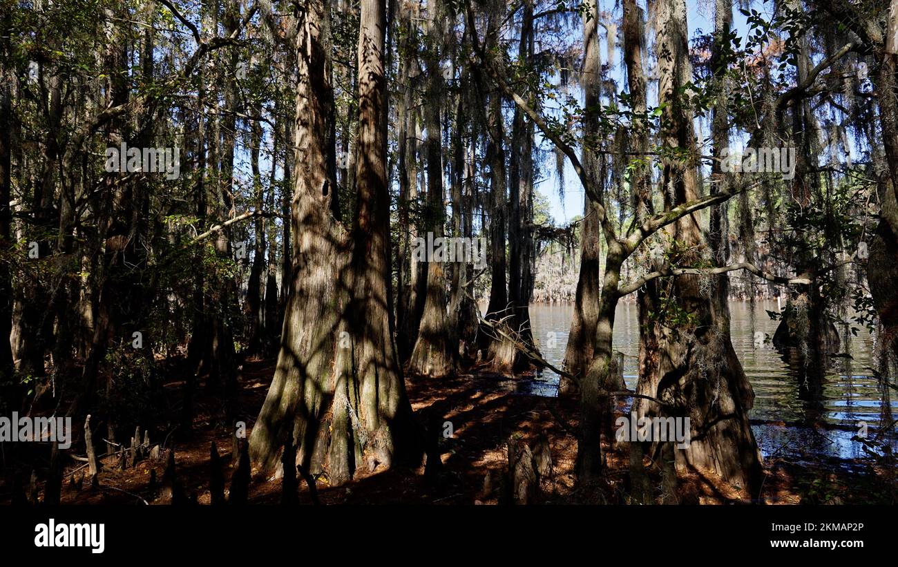 The amazing trees at Caddo Lake in the swamps of Texas Stock Photo - Alamy