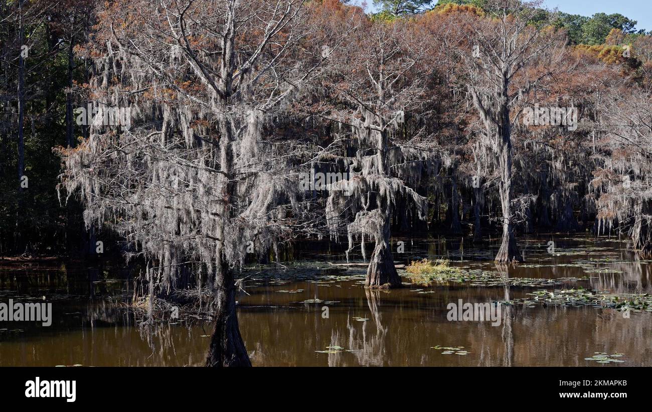 The amazing trees at Caddo Lake in the swamps of Texas Stock Photo - Alamy