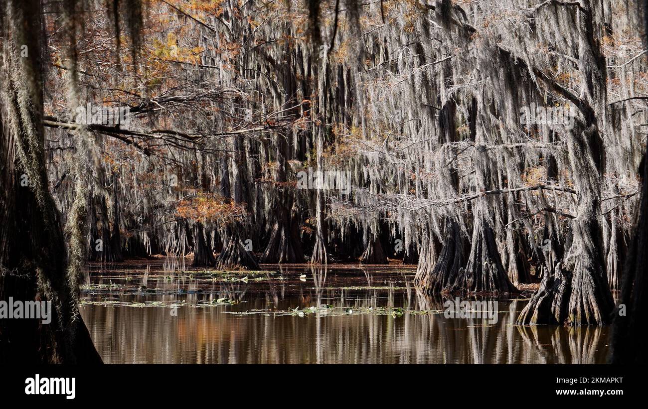 Caddo Lake with its spooky trees in the swamps of Texas Stock Photo - Alamy