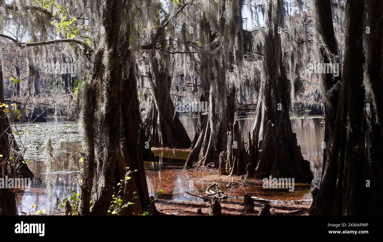 Beautiful caddo lake in swamps hi-res stock photography and images - Alamy
