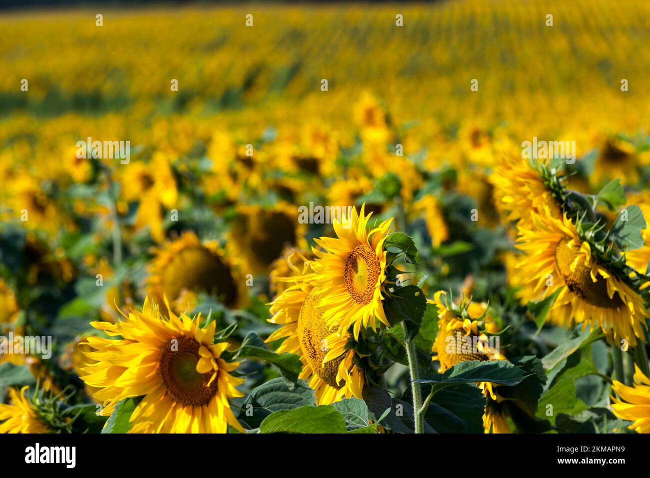 yellow flowering sunflowers in the summer, agricultural activities for ...