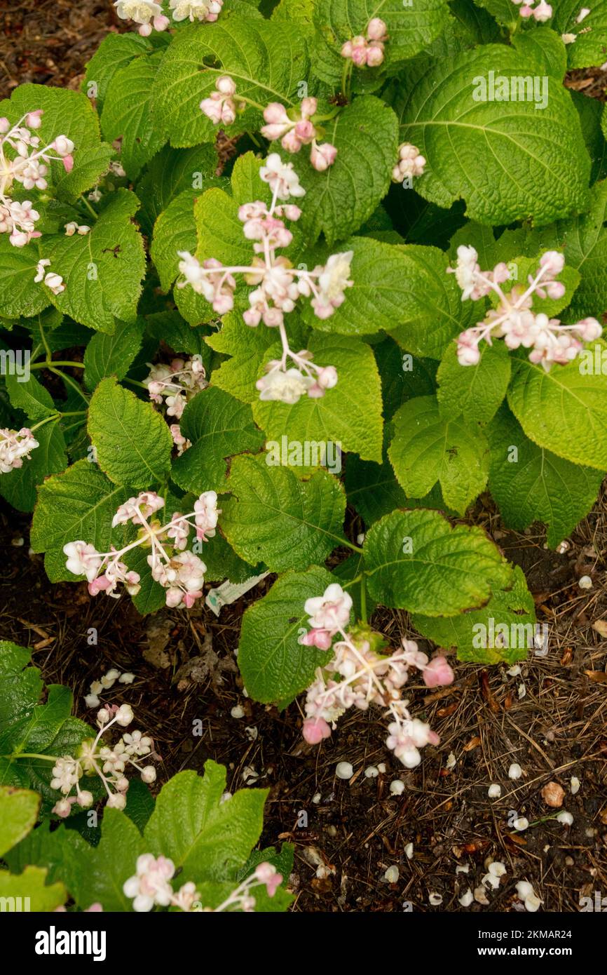 White, Flowers, Blooming, False Hydrangea, Deinanthe bifida, Leaves ...