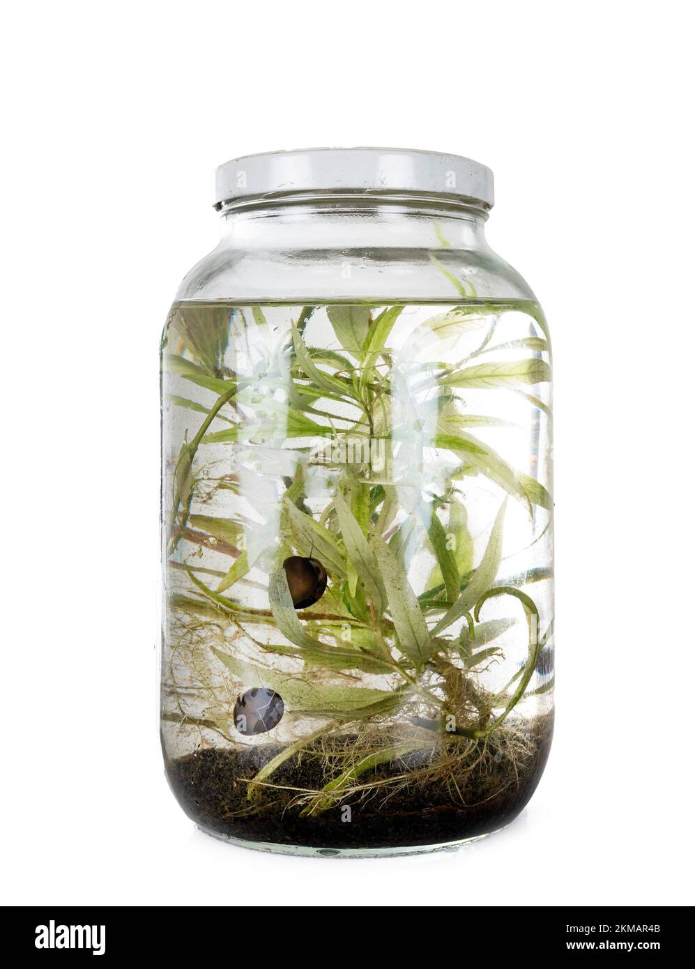 water snail in bowl in front of white background Stock Photo - Alamy