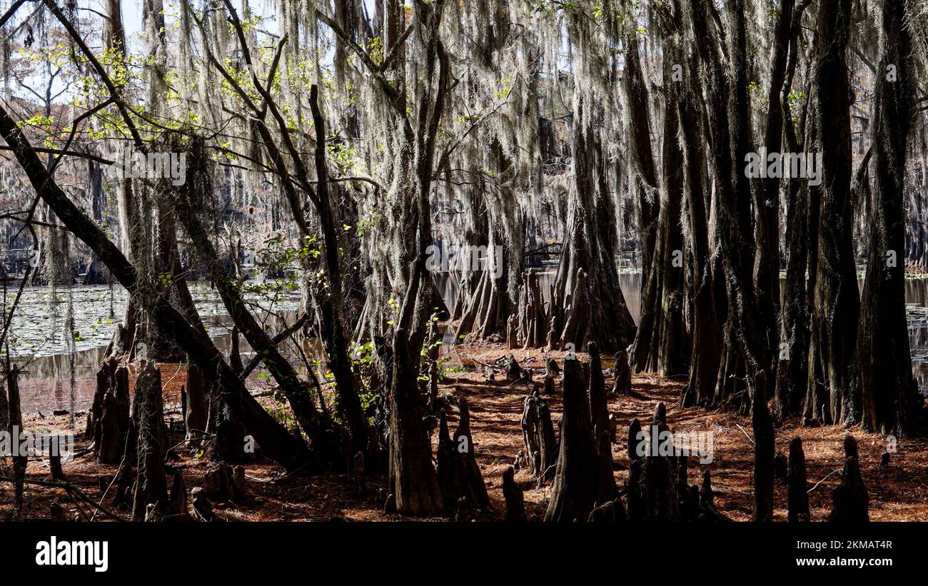 The amazing trees at Caddo Lake in the swamps of Texas Stock Photo - Alamy