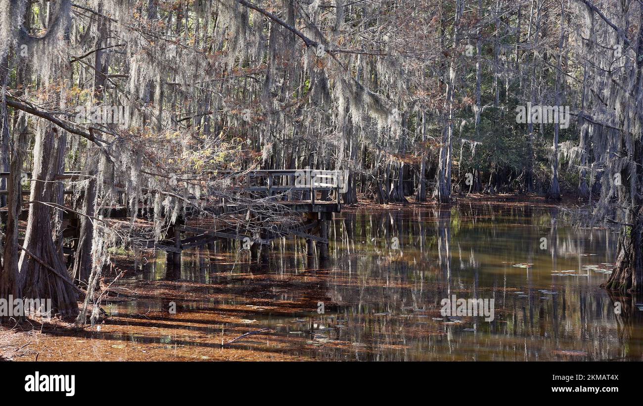 Caddo Lake with its spooky trees in the swamps of Texas Stock Photo - Alamy