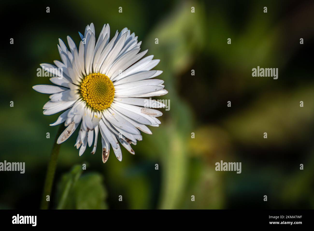 Daisy macro close up shot Stock Photo - Alamy