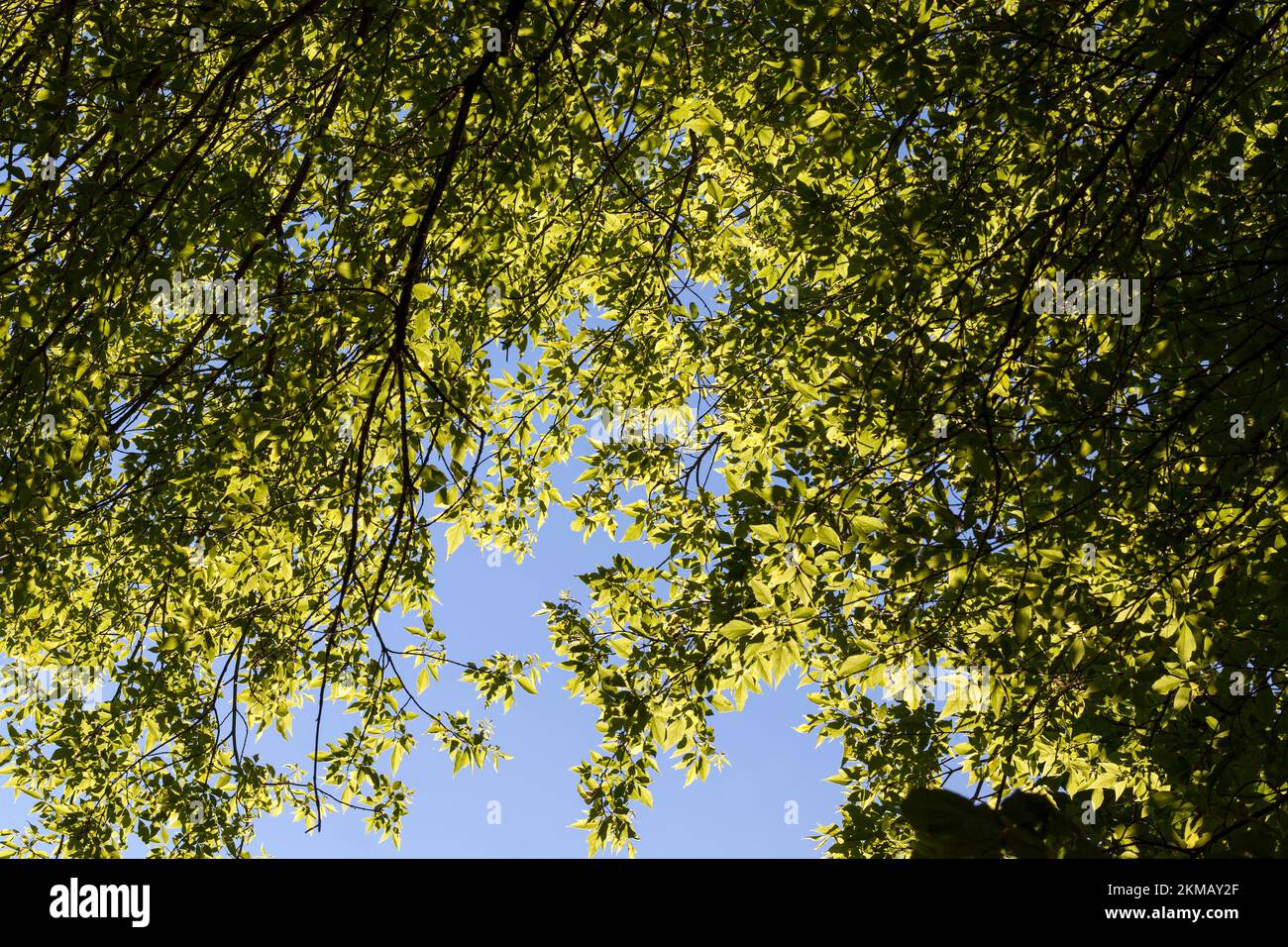 beautiful young foliage of green trees,foliage of a tree in the summer ...