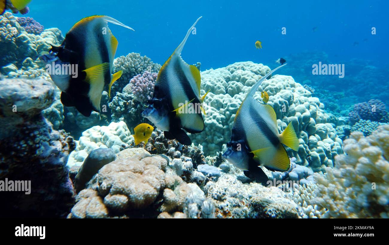 Colorful tropical fish on a coral reef, amazingly beautiful fairy world ...