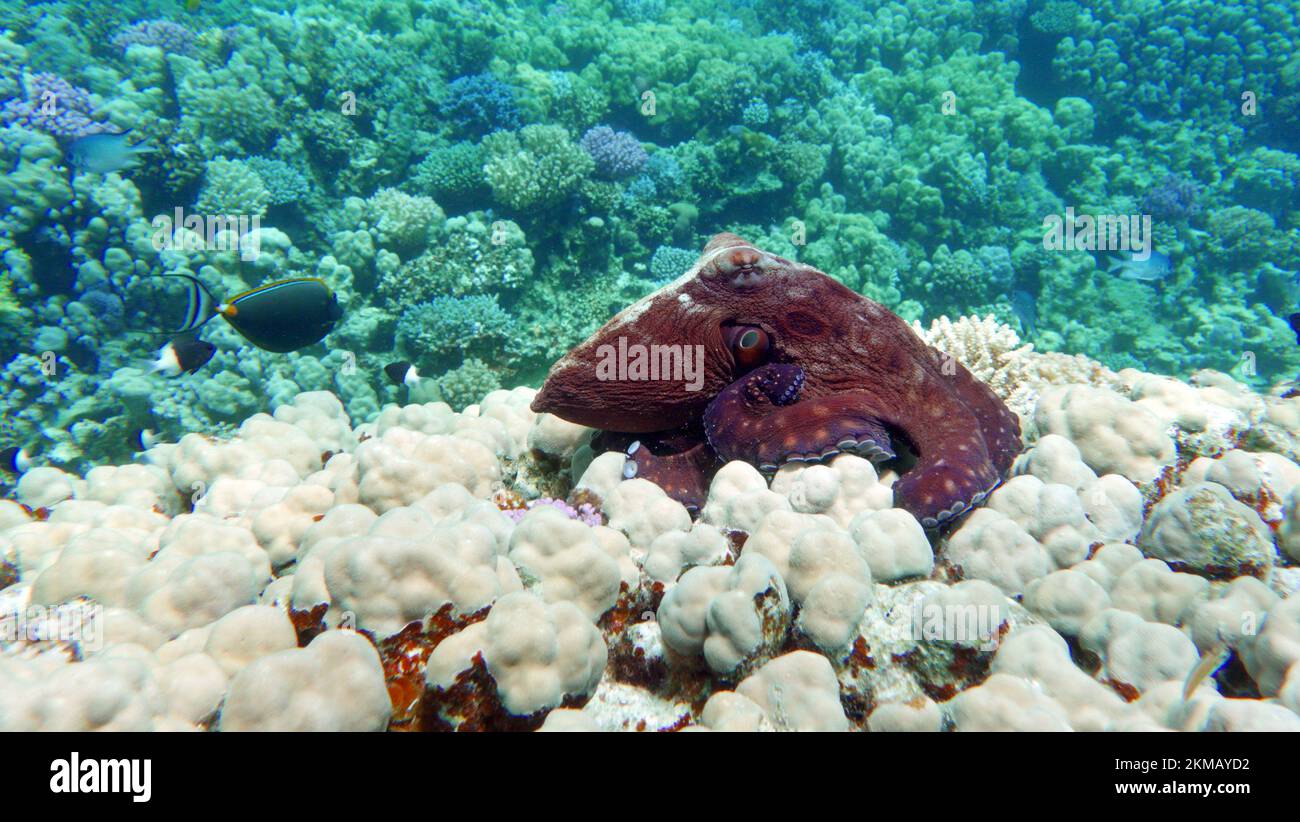 Big Blue Octopus (Octopus cyanea) Octopus. Big Blue Octopus on the Red ...