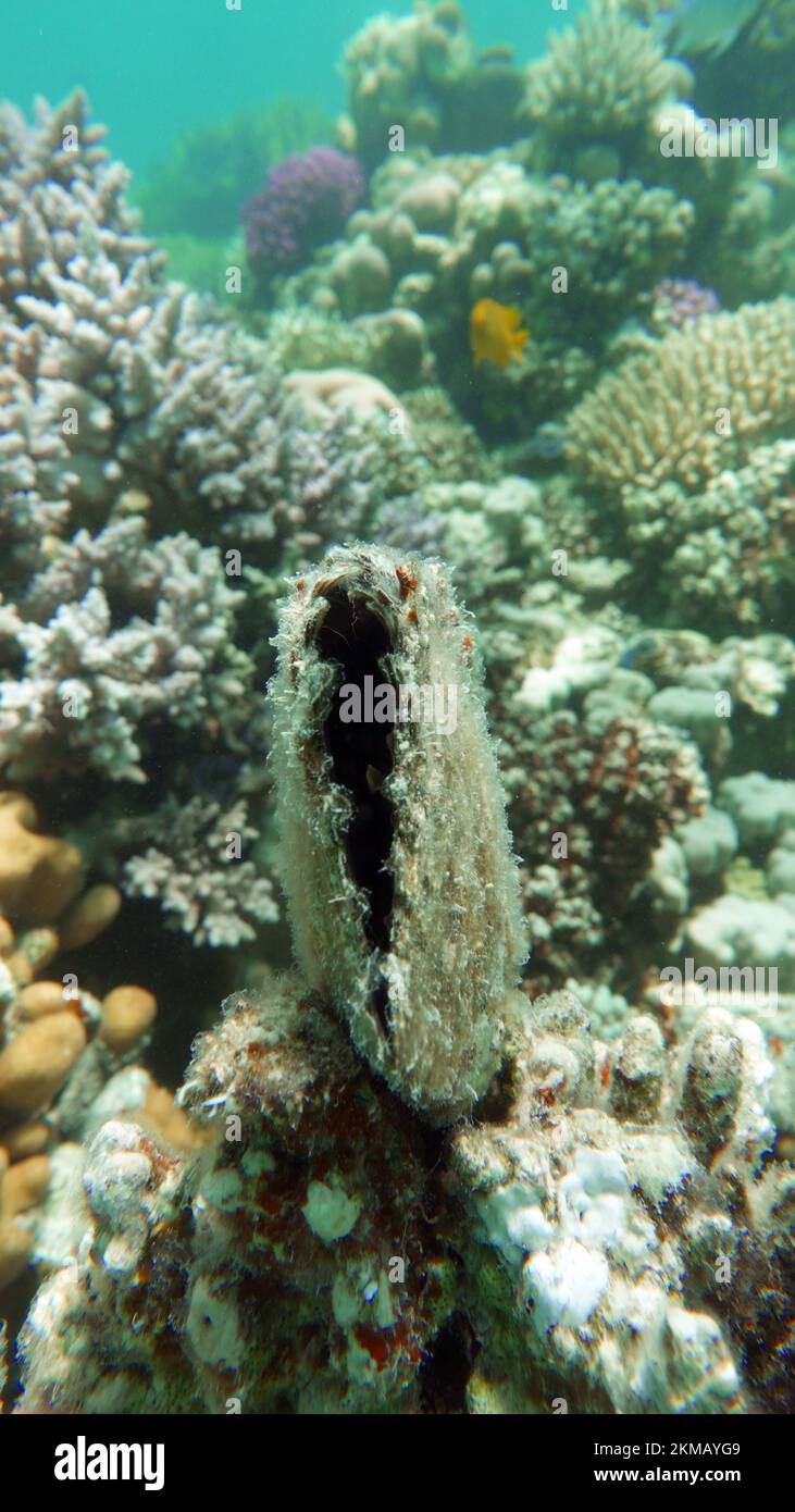 Beautiful coral reefs and Red Sea koral gardens Stock Photo - Alamy