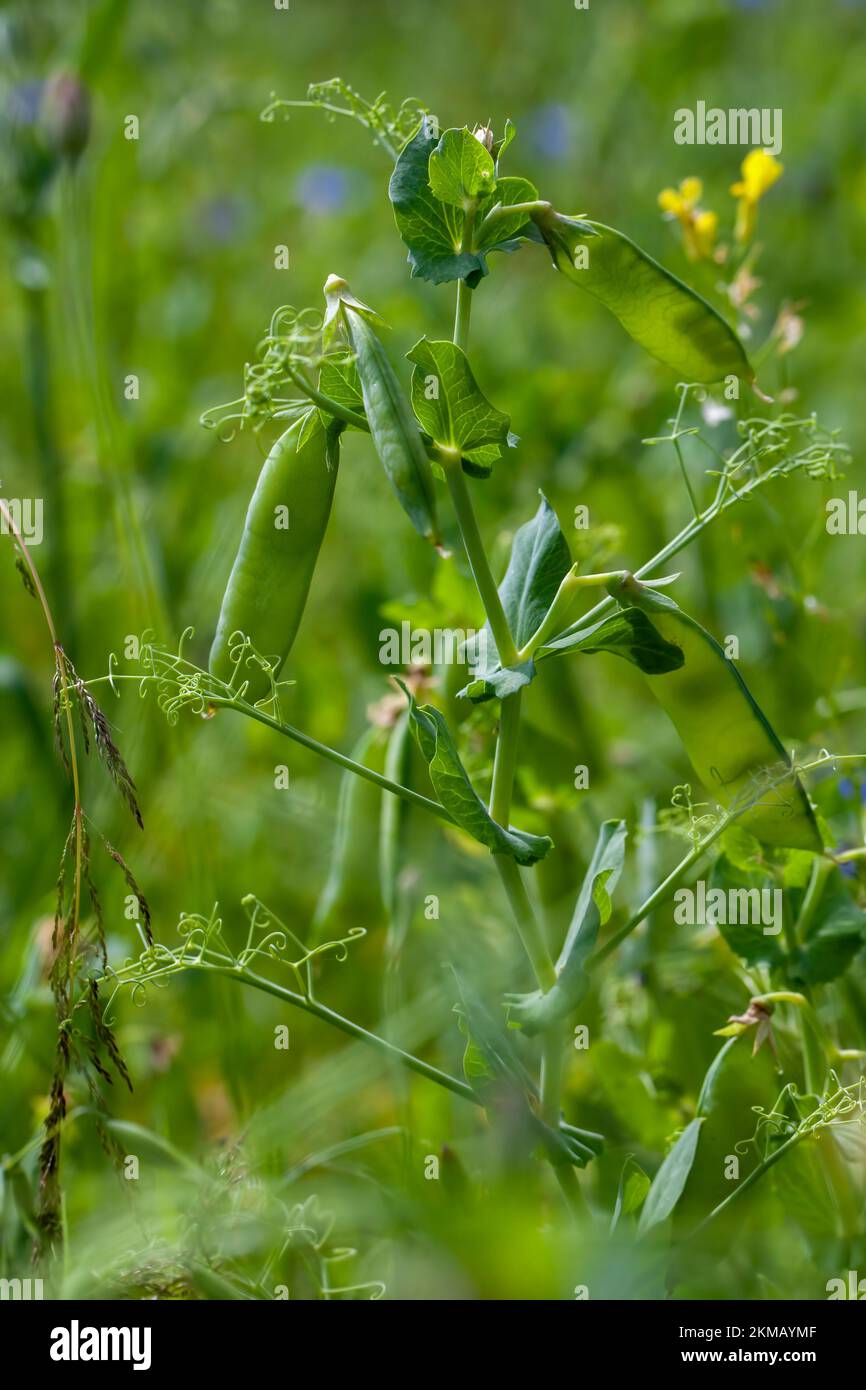 agricultural field where green peas are grown, industrial cultivation ...