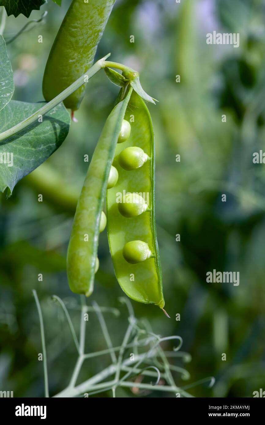 agricultural field where green peas are grown, industrial cultivation ...