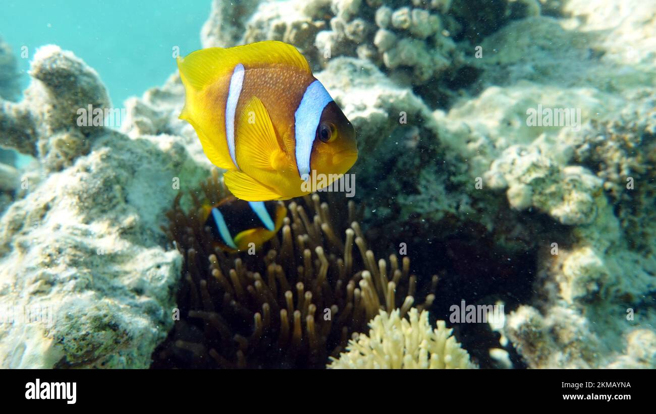 Clown fish amphiprion (Amphiprioninae). Red sea clown fish. Nemo Stock ...