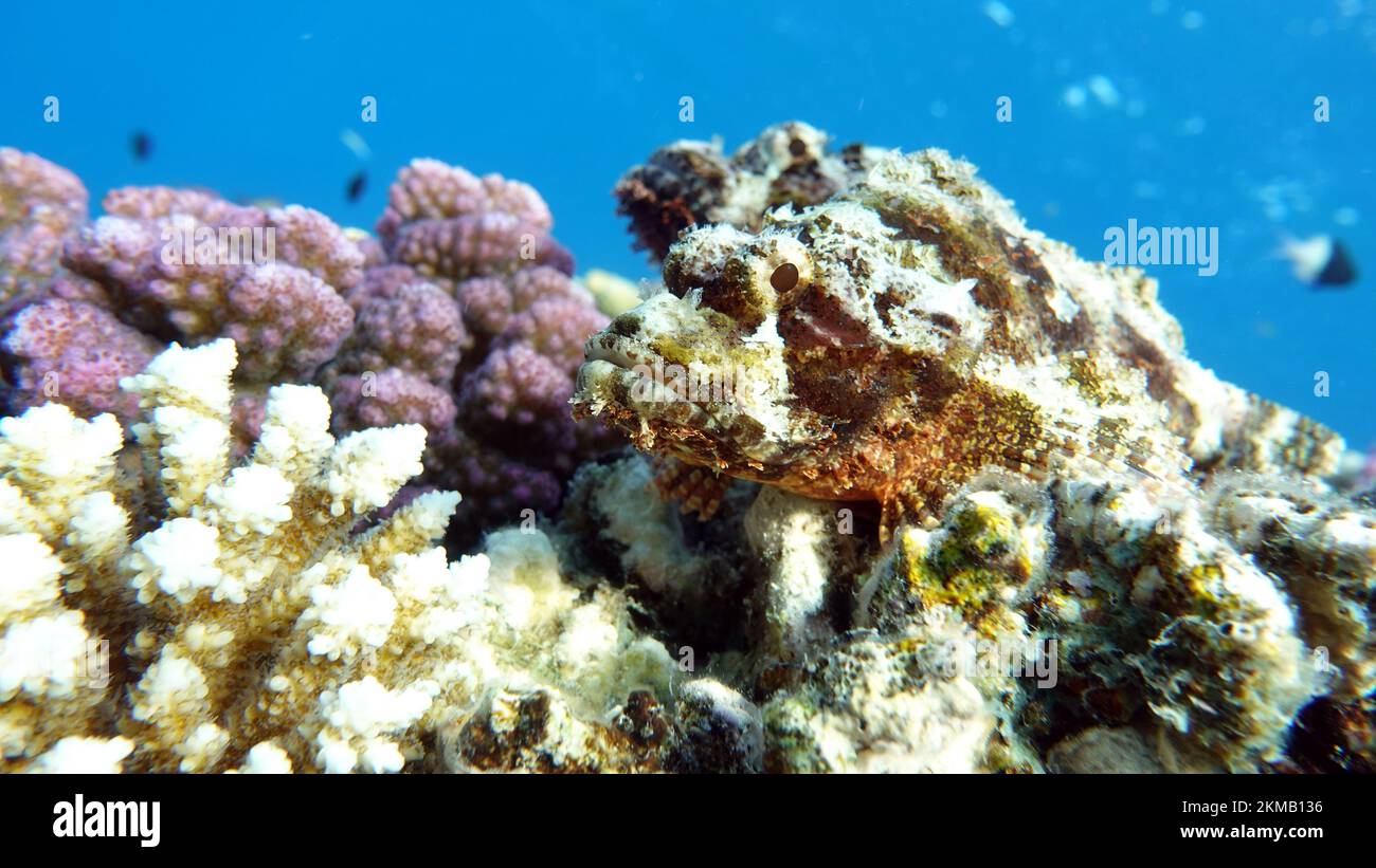 Fish a type of bone fish osteichthyes hi-res stock photography and ...