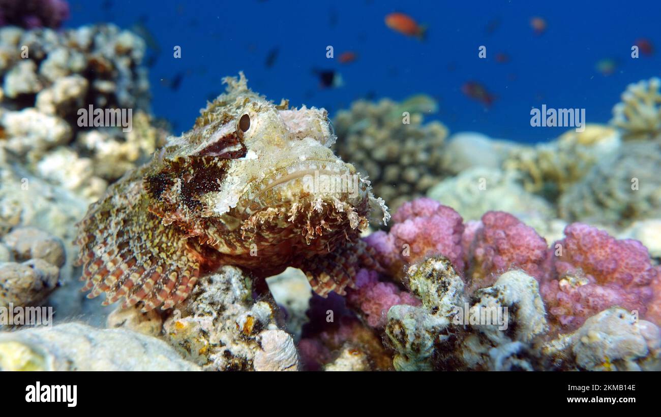 Fish a type of bone fish osteichthyes hi-res stock photography and ...