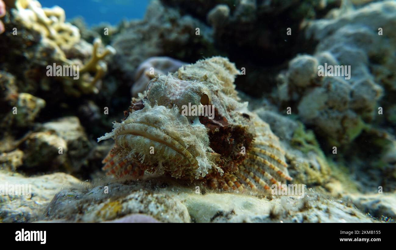 Tassled Scorpionfish. Fish - a type of bone fish Osteichthyes ...