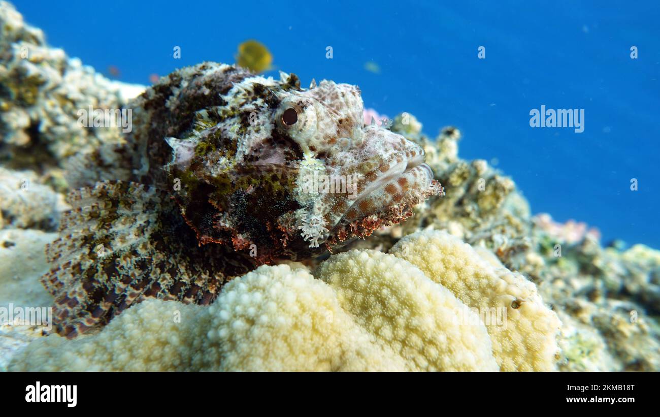 Tassled Scorpionfish. Fish - a type of bone fish Osteichthyes ...