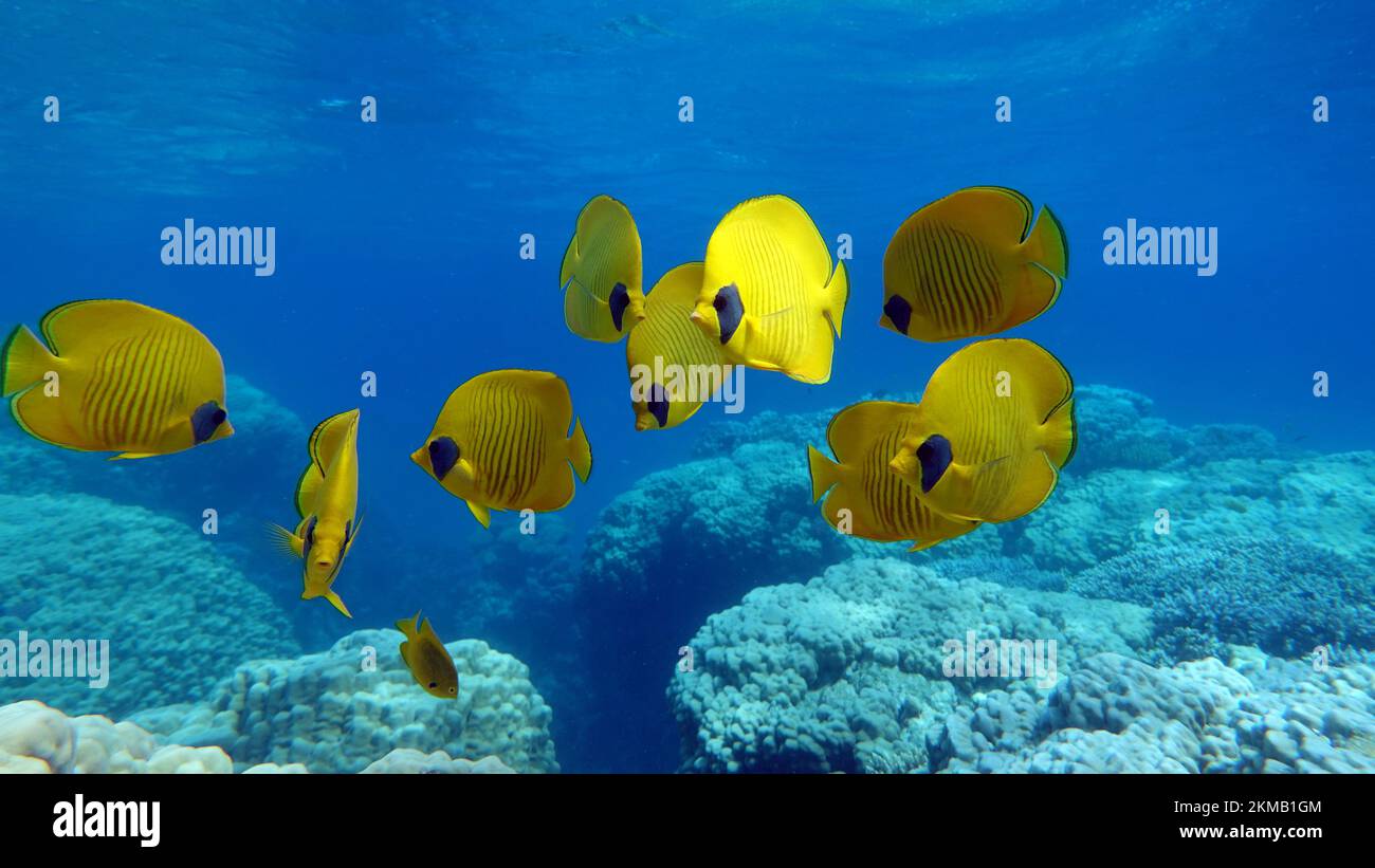 Masked butterflyfish. Fish - a type of bone fish Osteichthyes ...