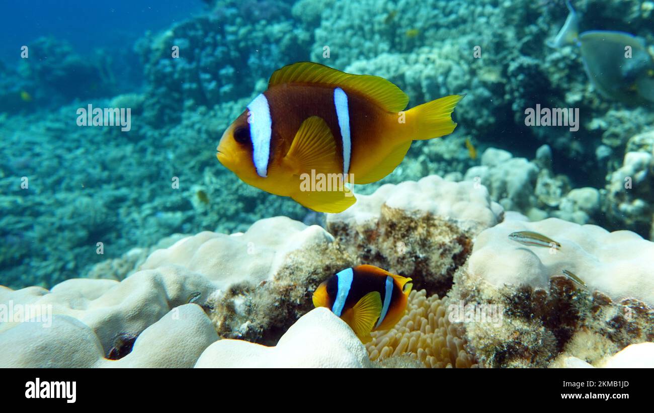 Clown fish amphiprion (Amphiprioninae). Red sea clown fish. Nemo Stock ...