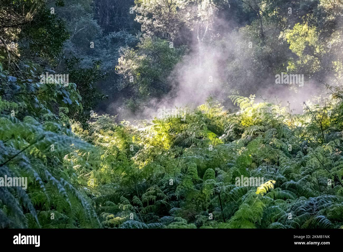 The plants growing in a forest Stock Photo - Alamy