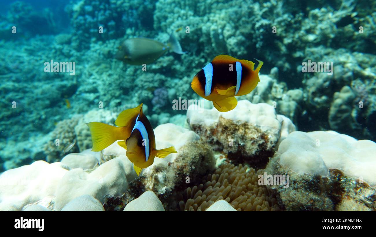Clown fish amphiprion (Amphiprioninae). Red sea clown fish. Nemo Stock ...