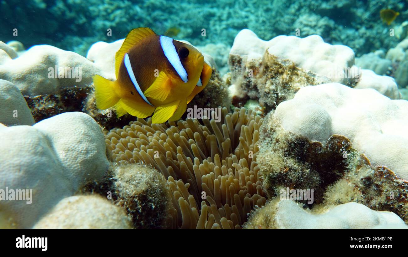 Clown fish amphiprion (Amphiprioninae). Red sea clown fish. Nemo Stock ...
