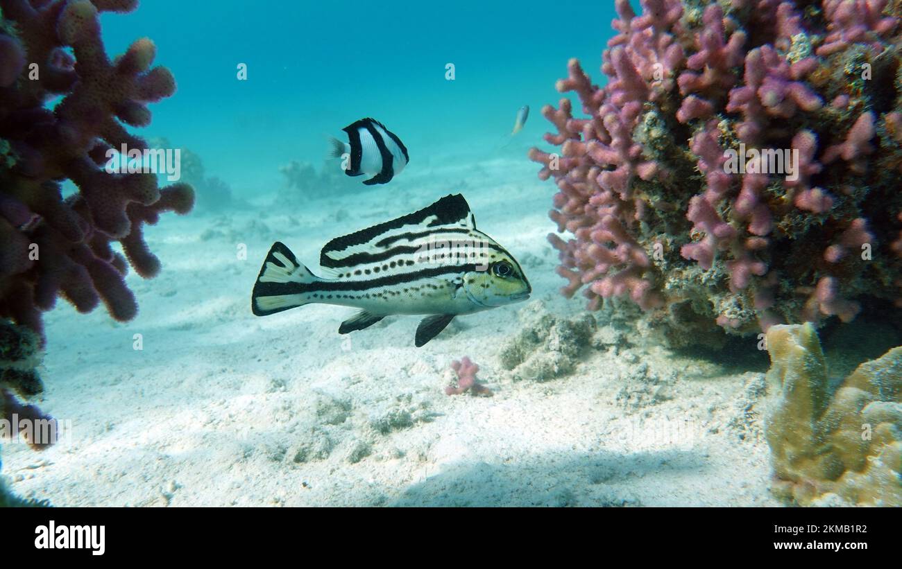 Colorful tropical fish on a coral reef, amazingly beautiful fairy world ...