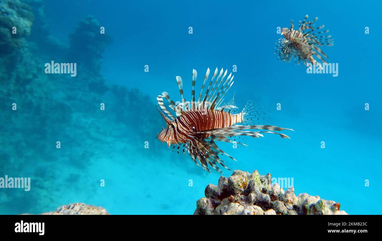Lion Fish in the Red Sea in clear blue water hunting for food Stock ...