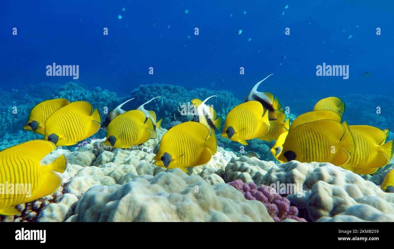 Masked butterflyfish. Fish - a type of bone fish Osteichthyes ...